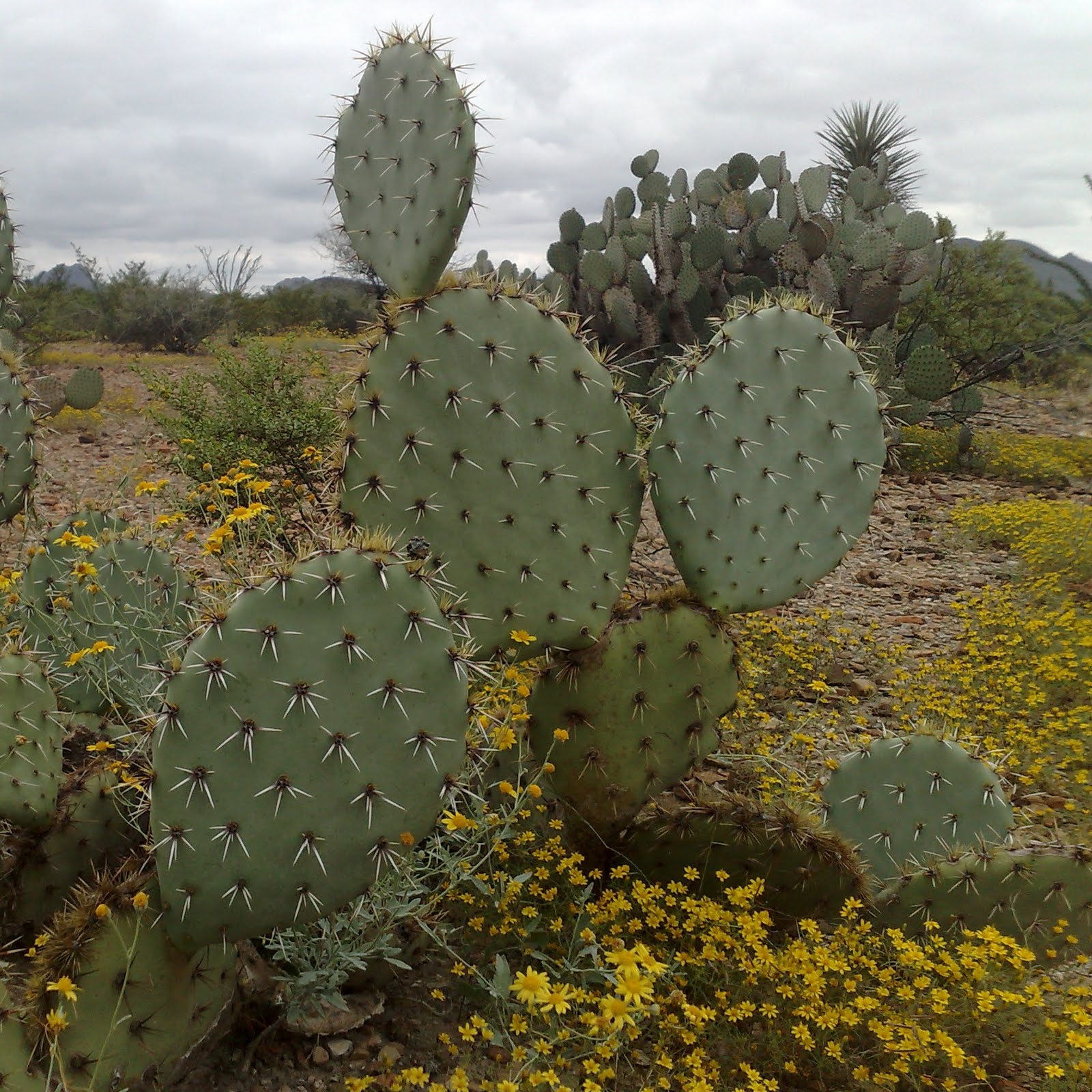 MALINALLI · herbolaria médica: PLANTAS COMESTIBLES Y MEDICINALES DE LA ...