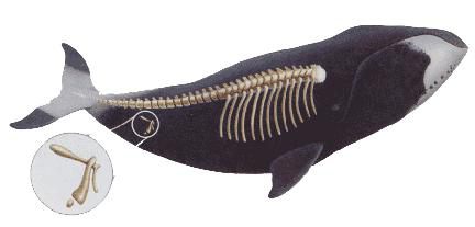 Evolutionist Ape: Rudiment and Atavism