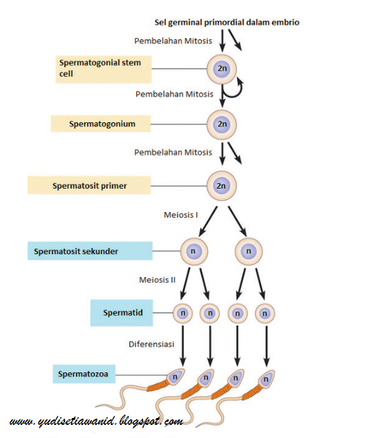 Pembentukan Sel Sperma dan Ovum