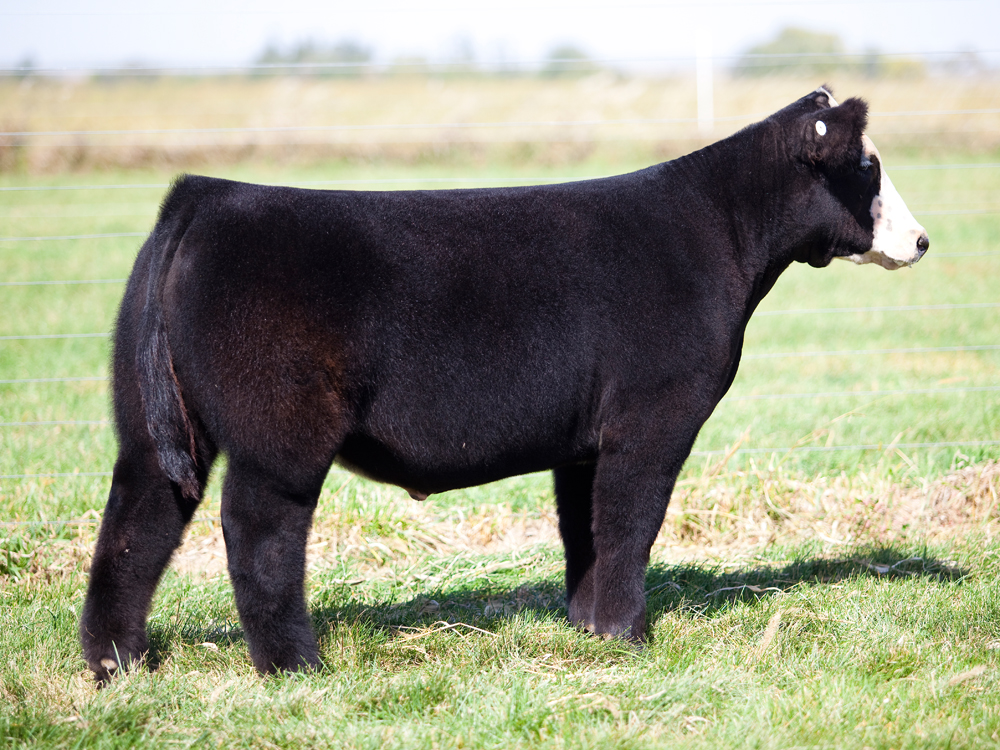 RCC Blog: 2011 Rodgers Cattle Co Sale Pictures