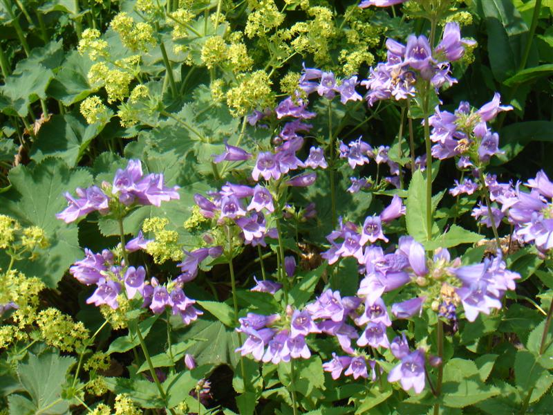 Sous le ciel ardennais ...: Penstemon azureus : la récolte ...