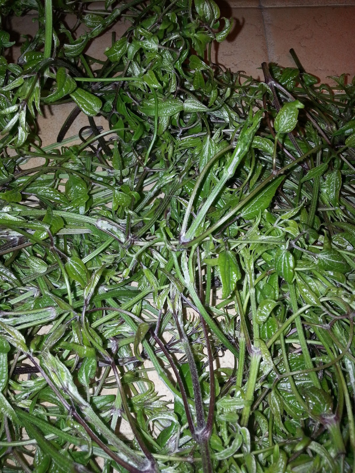 Pasticci in Famiglia: Bruscandoli in quiche