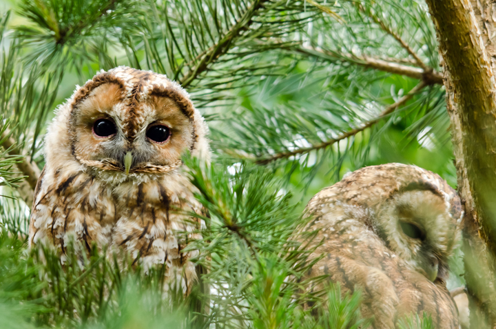 WEST YORKSHIRE BIRDING: Spring 2012, Tawny Owls