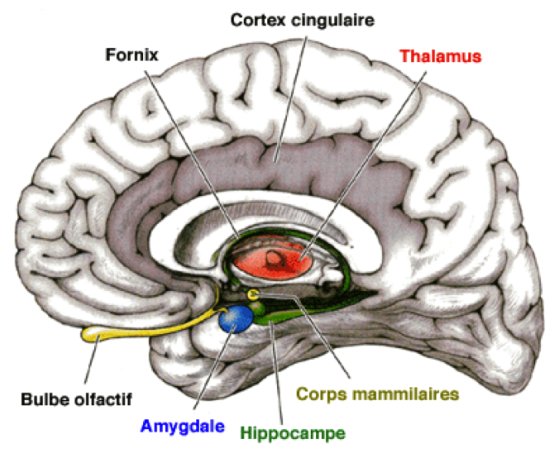 Le système limbique : place aux émotions ! ~ Apposcience