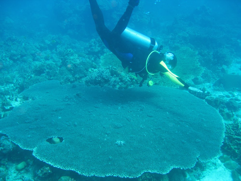 The Paradise of San Remigio Cebu