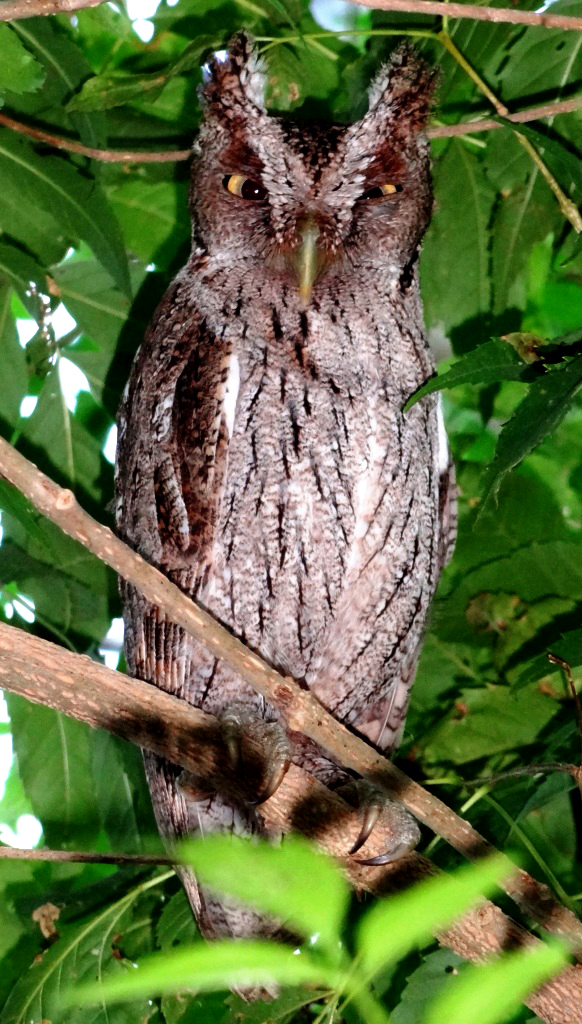 Bellas Aves de El Salvador: Megascops (Otus) cooperi (búho del pacífico ...