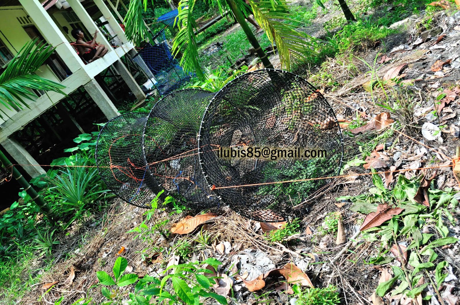 REPUBLIC OF GIS: The right traps for turtle conservation research method