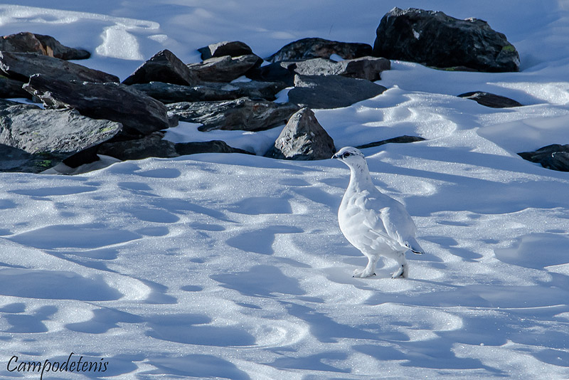 Birding Catalunya: Buscant la perdiu blanca