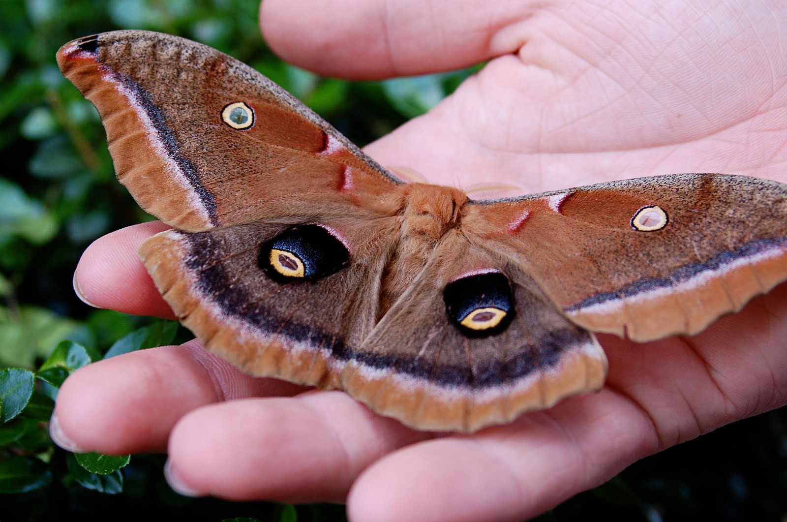 Sew Blessed: The Lifecycle of Our guest, Mega Moth