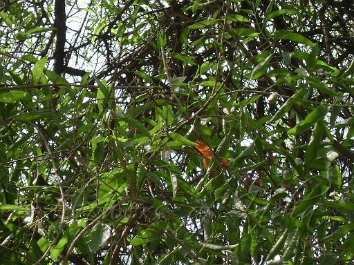 Global Hinduism: MEDICINAL HERBS - NAMES AND USES (Part - 3)