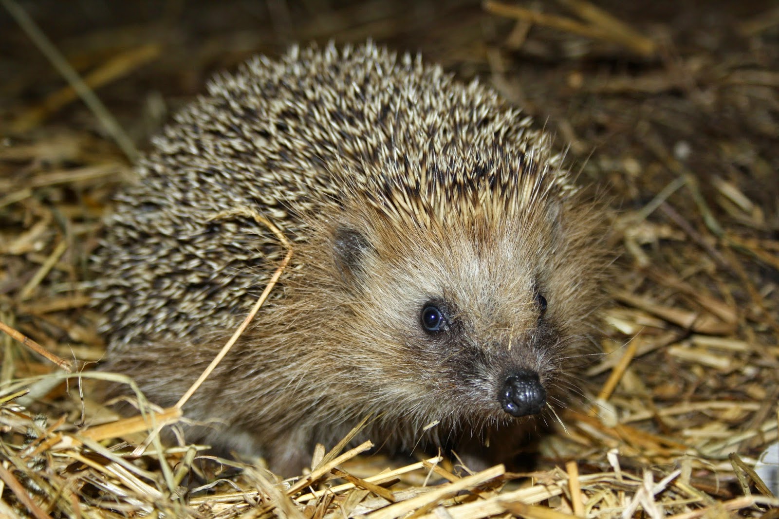 Exotic's vet: enero 2015
