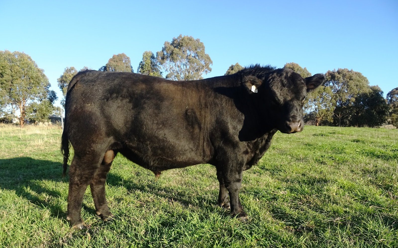 JAVID SQUARE MEATERS CATTLE STUD: NEWS