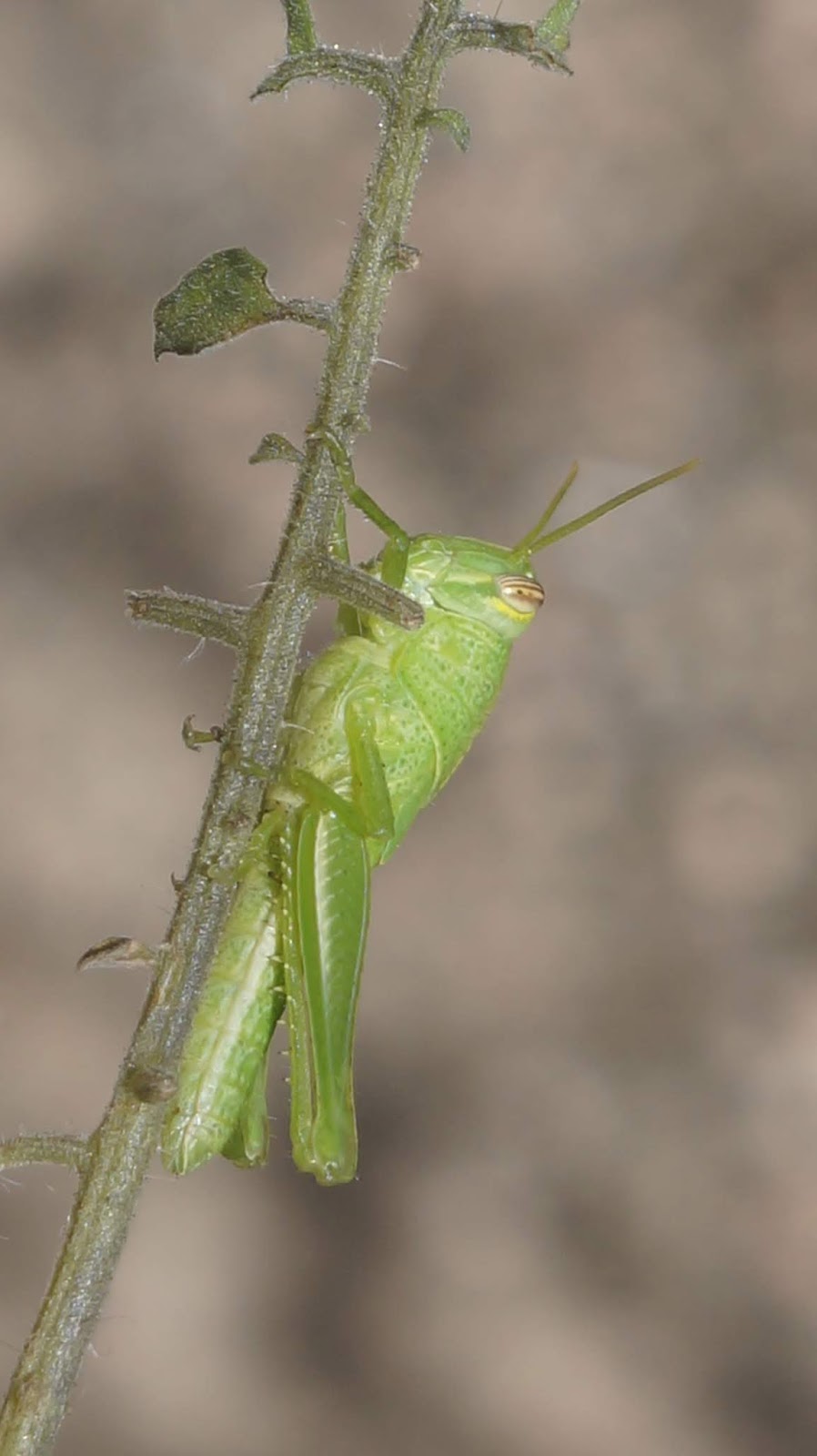 Foto Blog Puerto Rico: Fotos de Insectos en Puerto Rico