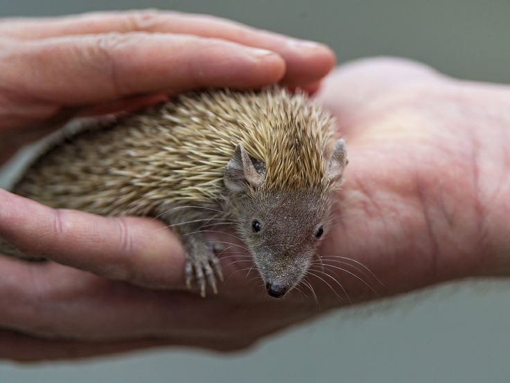 El diario del erizo: El tenrec (Echinops telfairi)