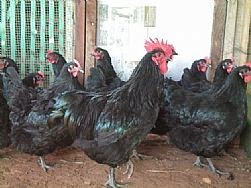 Amadas Galinhas : Galinha Rhodia (Rode)