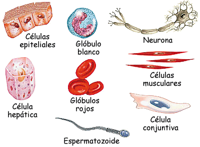 FISIOPATOLOGÍA BUCODENTAL