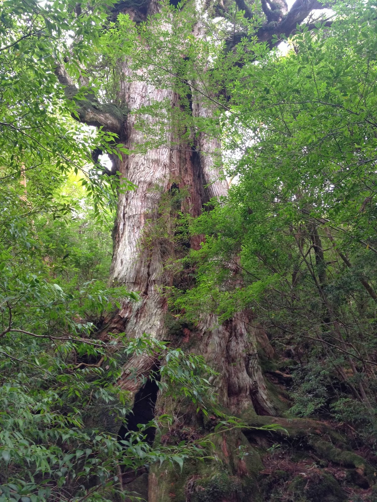 Dispatch from the Digital Health Frontier: October 2013