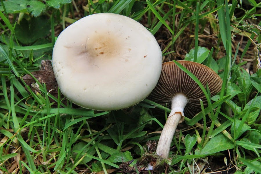 Guía de Setas y Hongos de Navarra.: Grupos Hongos