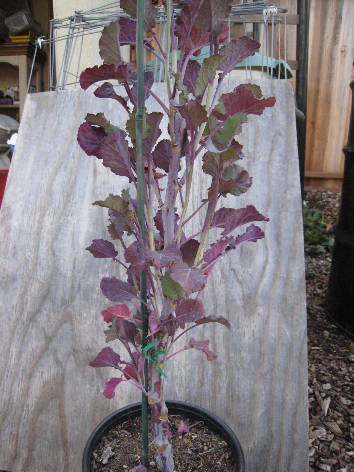 Perennial Tree Collards: Woody Cuttings Propagated that are Stunted!