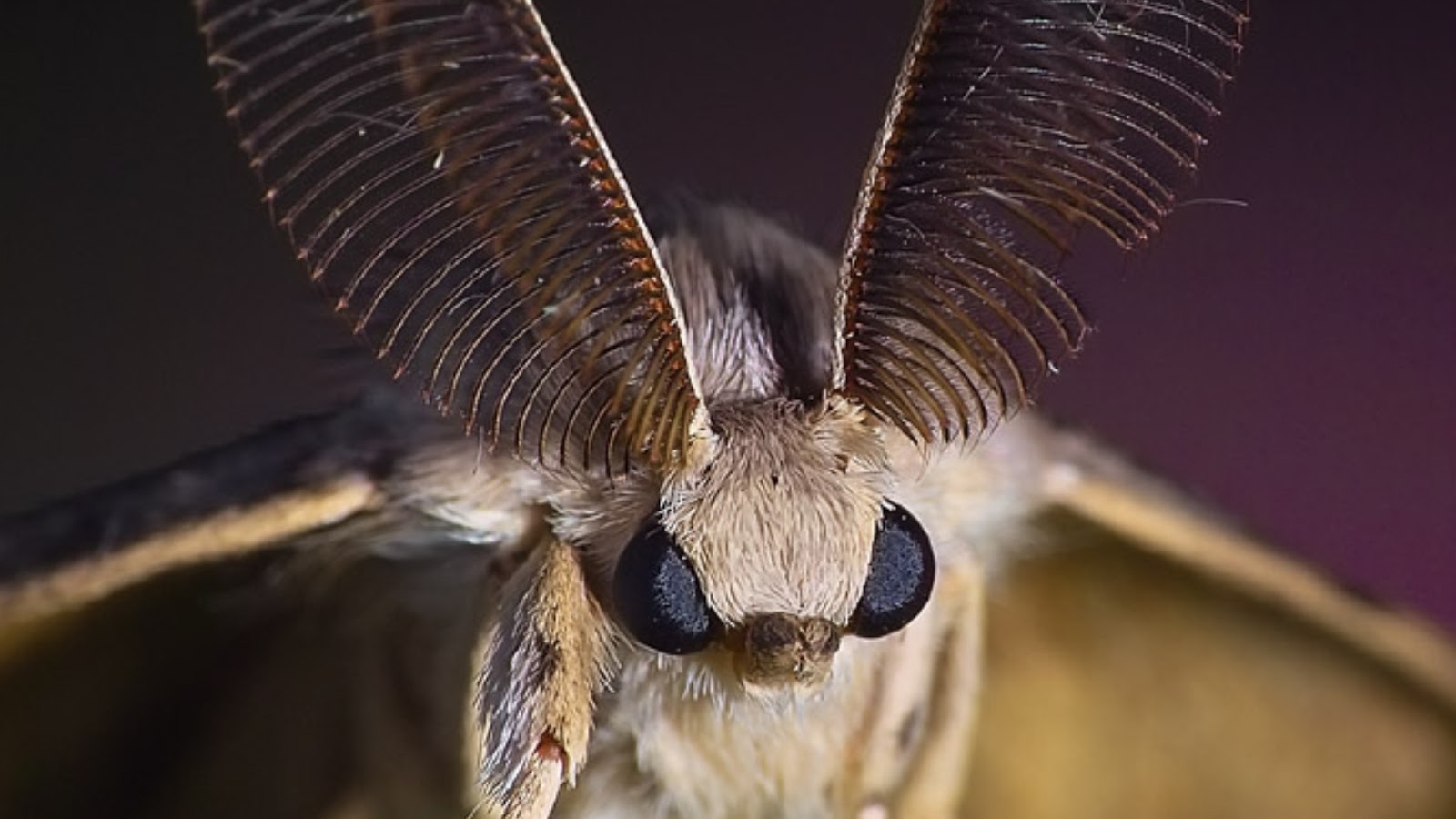 VENEZUELAN POODLE MOTH photos - wallpapers (ανανεωμένο) | the fun bank