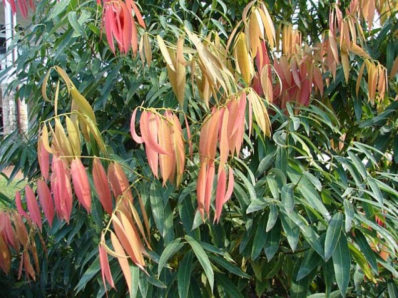 Scouting Magazine - Sri Lanka: ගස් වර්ග 15 - 05. නා ශාකය (බාලදක්ෂයින්ට ...