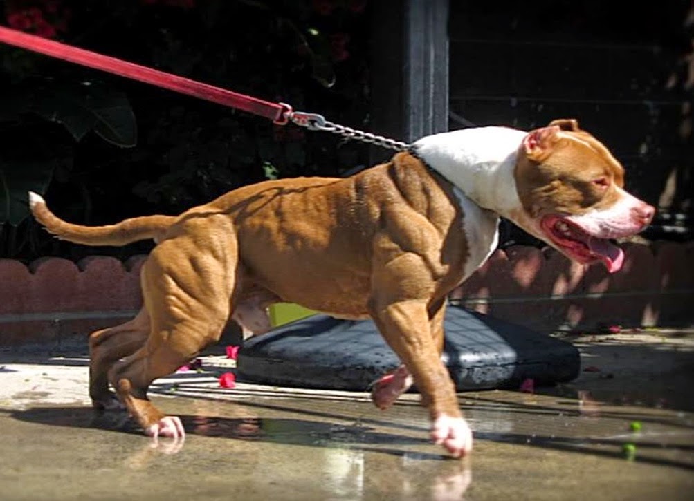 Pit Bull: Musculatura do Pit Bull