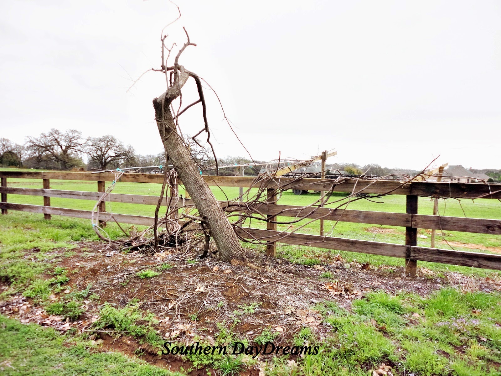 Good Fences in a Grapevine - Rose Garden Market