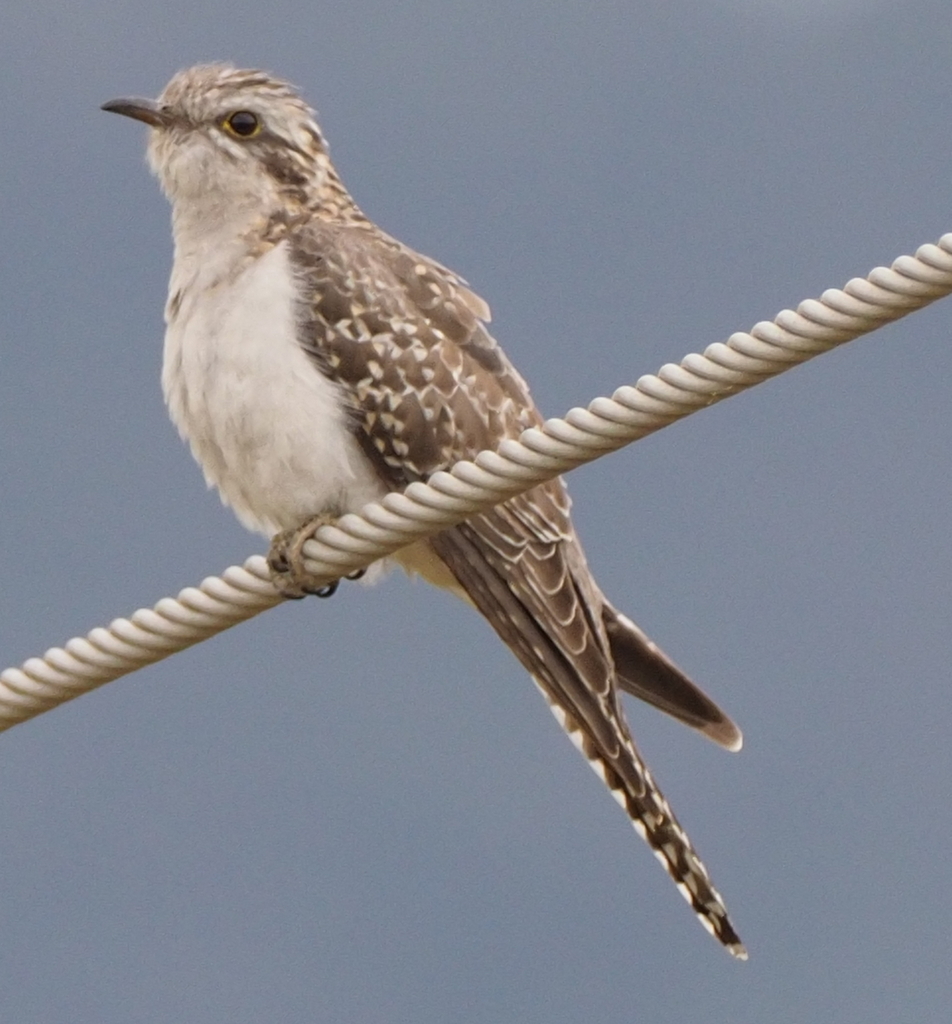 Birds Ensay East Gippsland Victoria Australia: Australian Birds Ensay