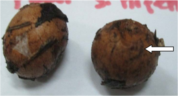 Membangun Perkebunan Kelapa Sawit: Hama Ulat Api Setothosea asigna van ...