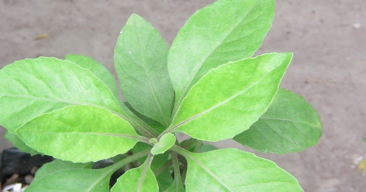 Enchanting Rivulet: Ashitaba & The Angelica Herbals All Over The World