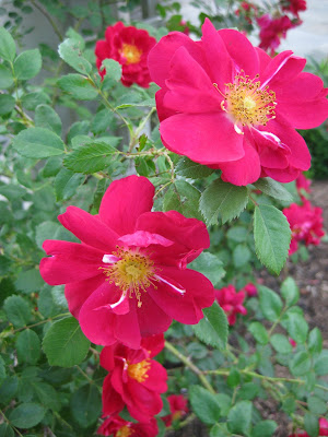 Rotary Botanical Gardens - Hort Blog: Weekend Preparations