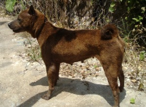 Infoseite zum traditional Shar Pei : Tang Dog