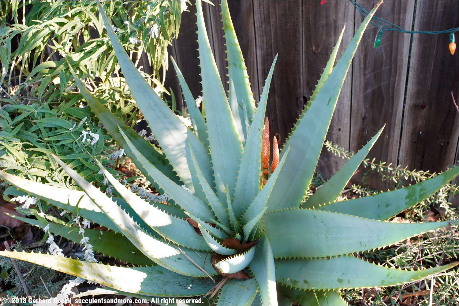 Meanwhile, at home, in our own garden...