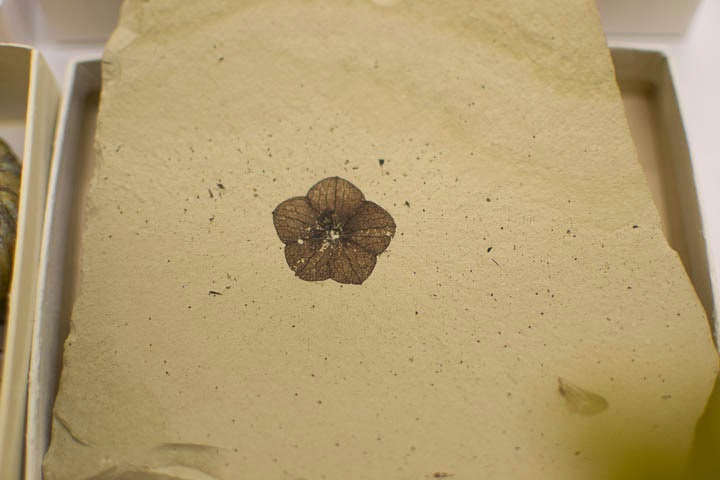 Inky Phalangies Thoughts: Burke Museum Paleo Day