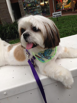 SAIBA MAIS SOBRE COMO TOSAR CACHORRO