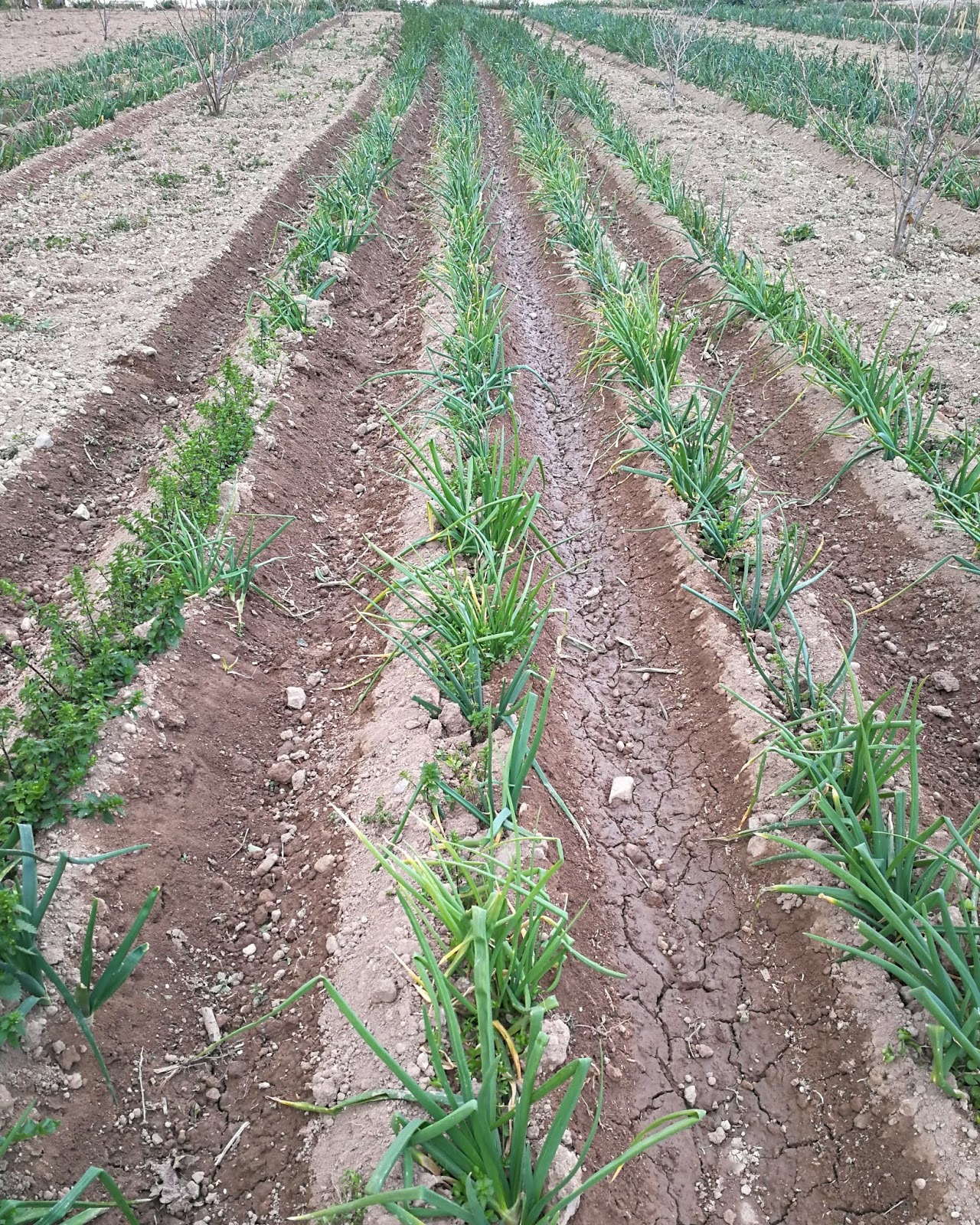 vinotava1: SVILINĀTI KATALĀŅU MAIGIE PAVASARA SĪPOLLOKI (CALÇOTS)