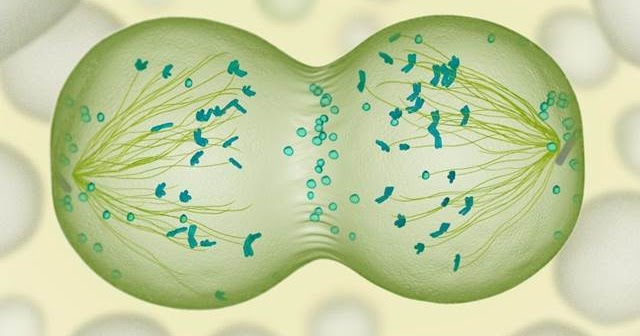 División celular somática y reproductiva