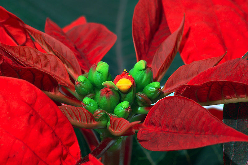 Himalayan Flower Nursery: Poinsettia, lalupate the christmas flowers