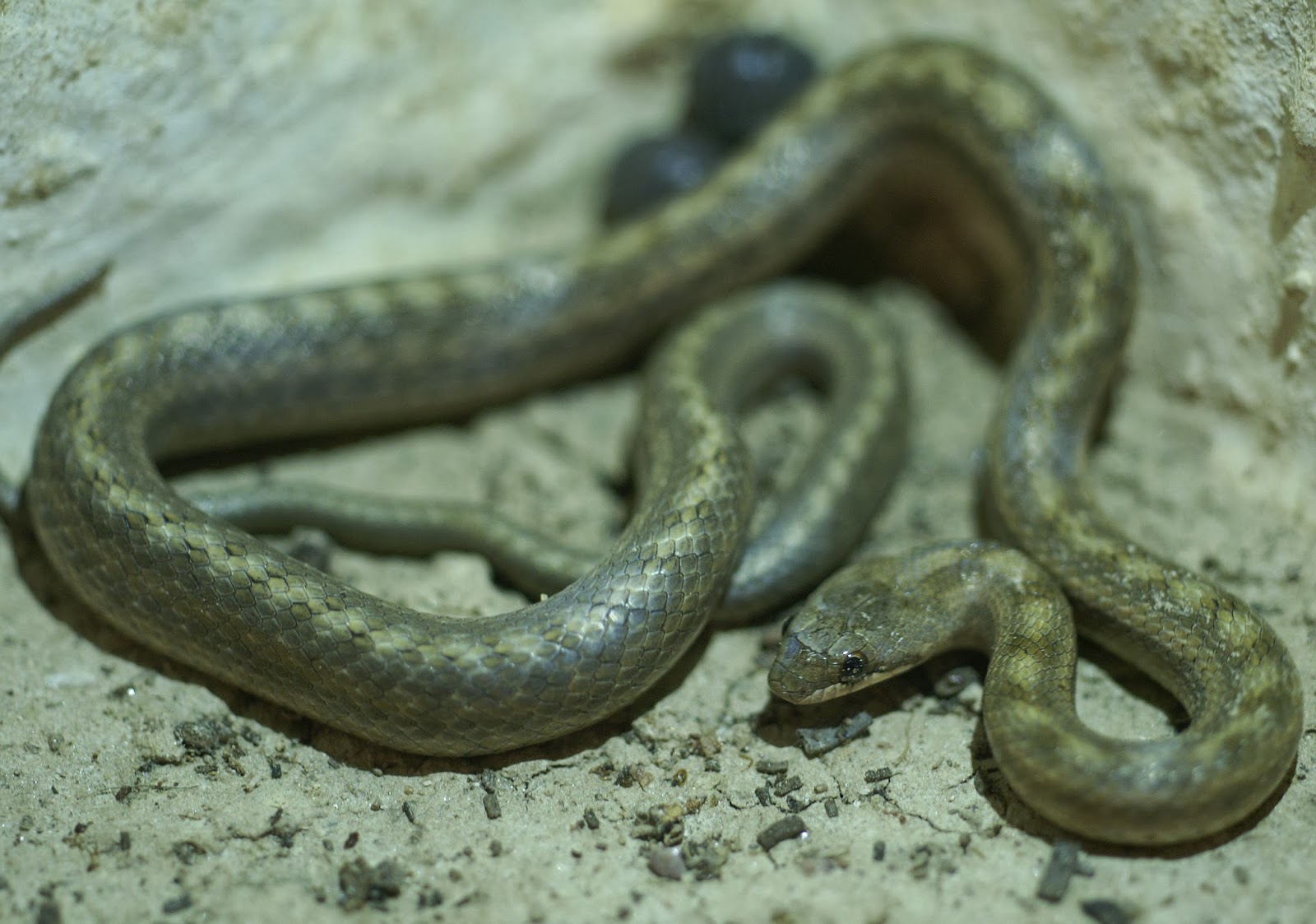Contacto Natura: Culebra Lisa meridional