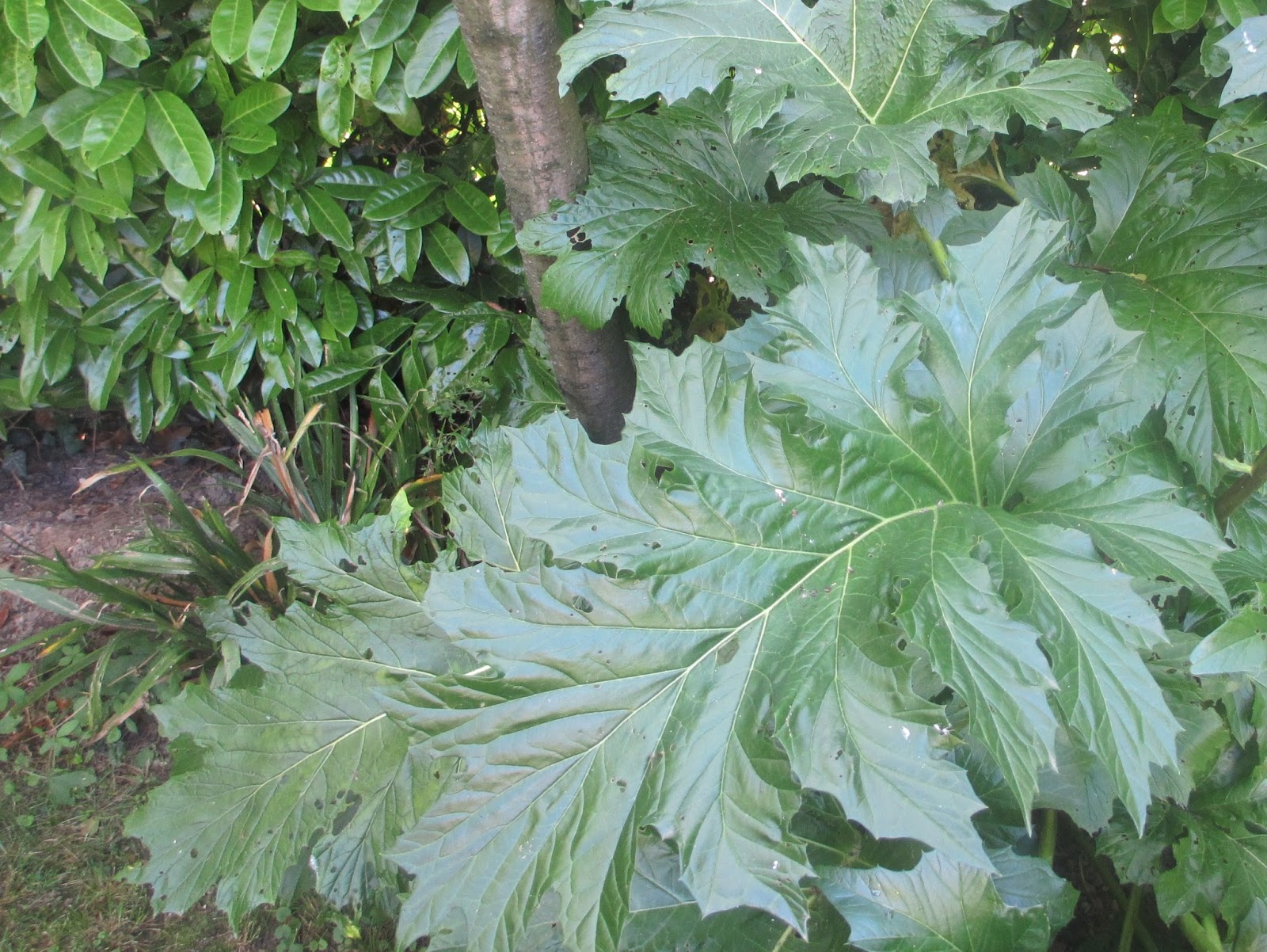 Acanto (Acanthus mollis), una Pianta dall'Aspetto Tropicale Usata in ...