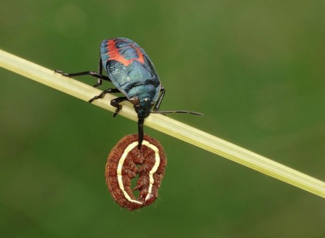 Funny & Laugh: Amazing Pictures Of Insects