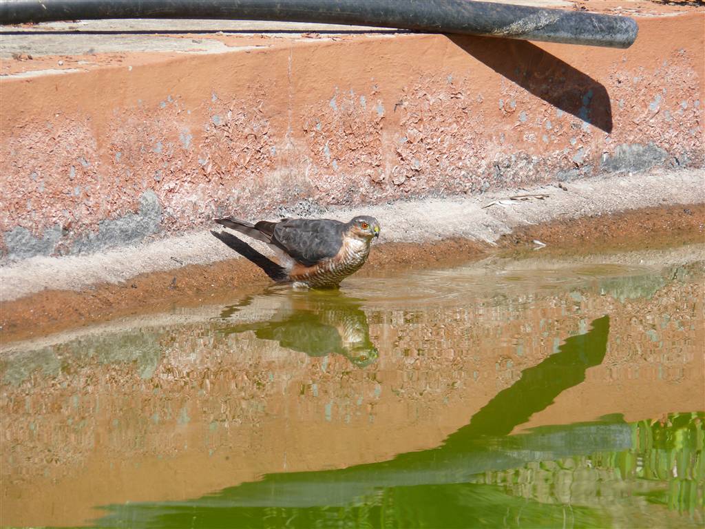 La Palma Birds: Sparrowhawk