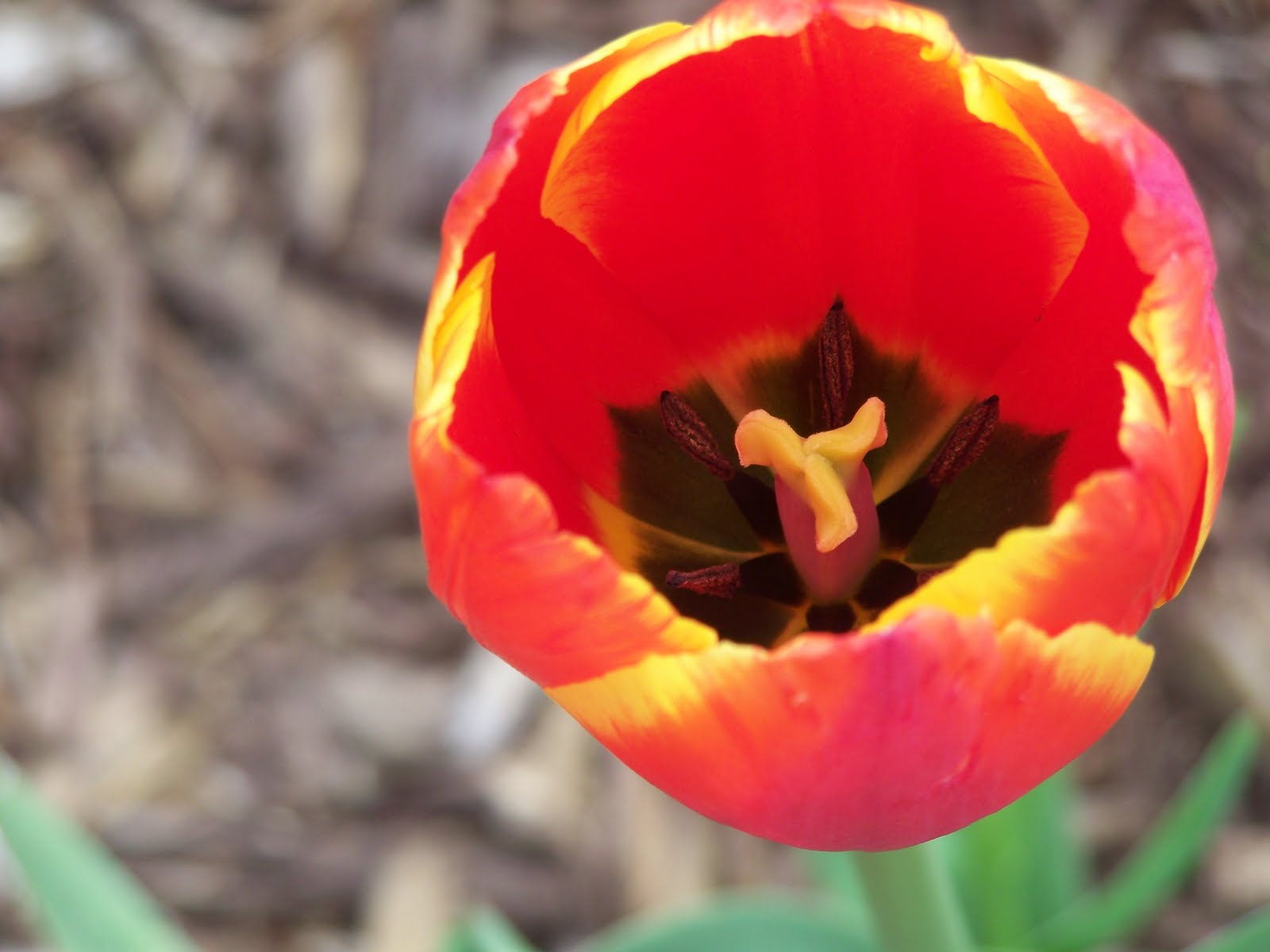 Via My Viewfinder: Inside a Tulip