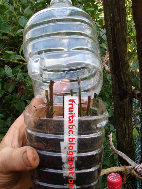 Inheems- en uitheems fruit: Fruitonderstammen stekken in december