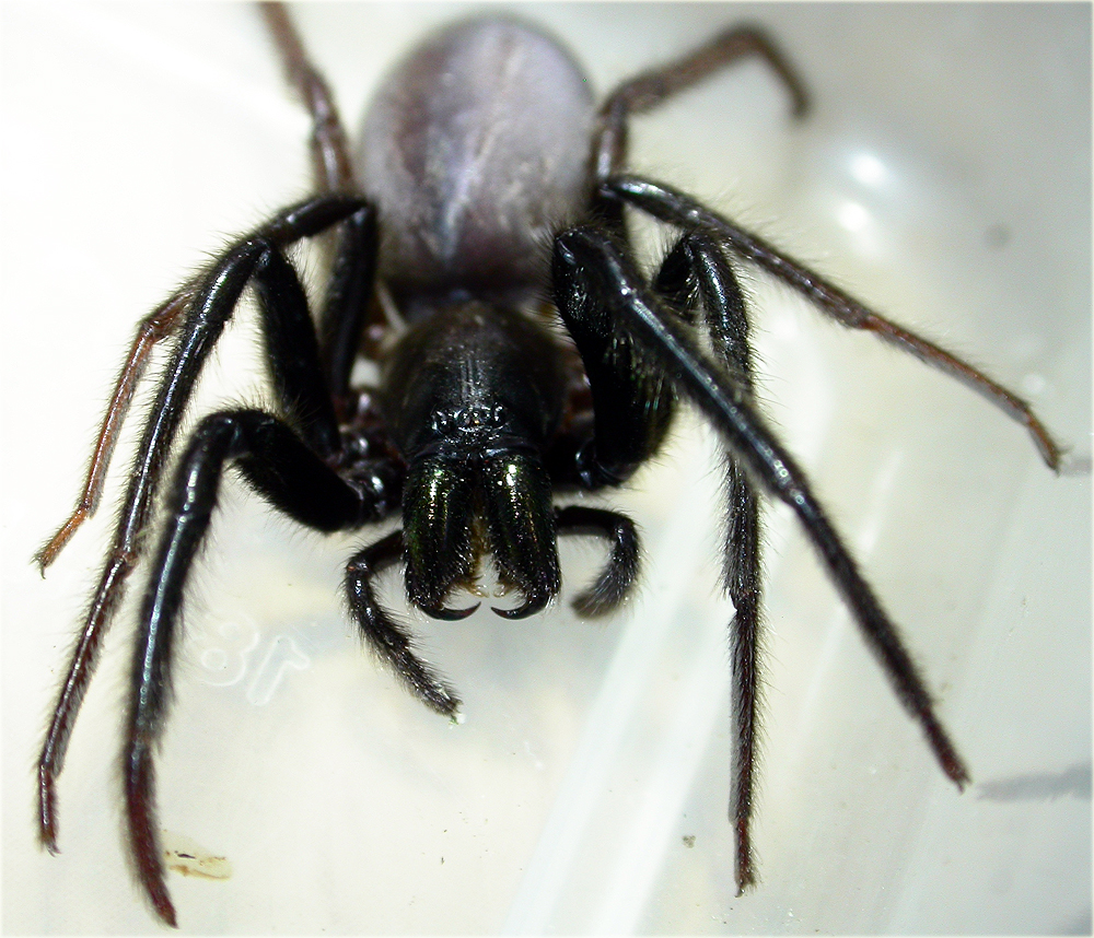 Arachnerds: Segestria florentina - Tube Web Spider