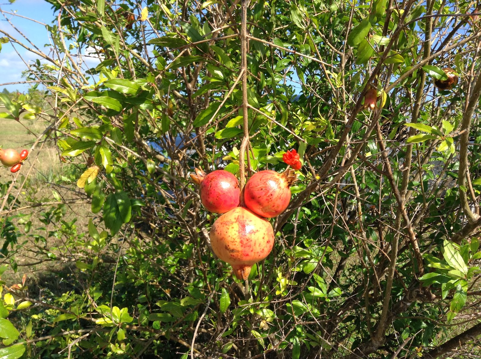 erin's faces: Abaco Neem - Touring a Neem Farm in The Bahamas