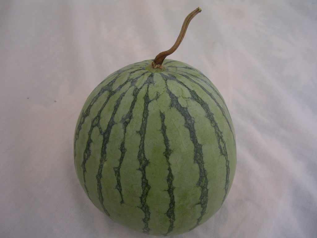 Plant World: Plant World:Watermelon