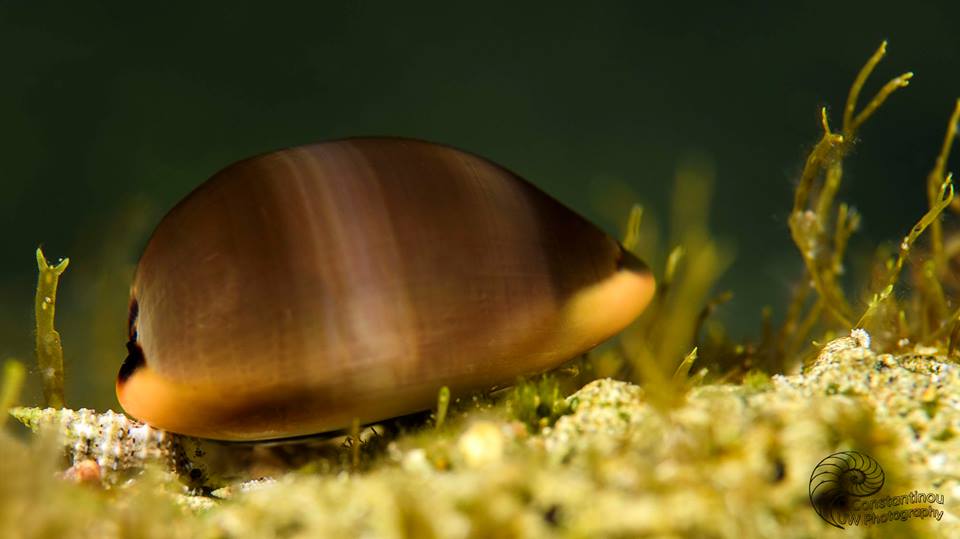 Biodiversity of Cyprus by NGO Protection of the Natural Heritage and the Biodiversity of Cyprus ...