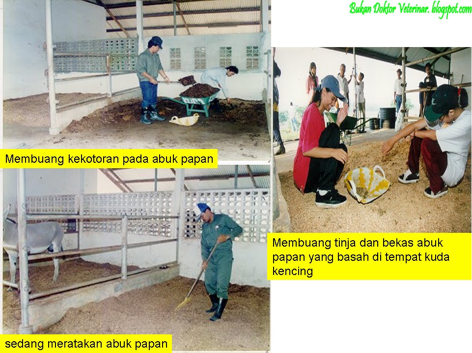bukan doktor veterinar: Pengurusan kuda dilakukan di Stable