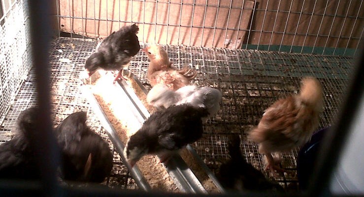 marie haycox: CHICKEN SWAP